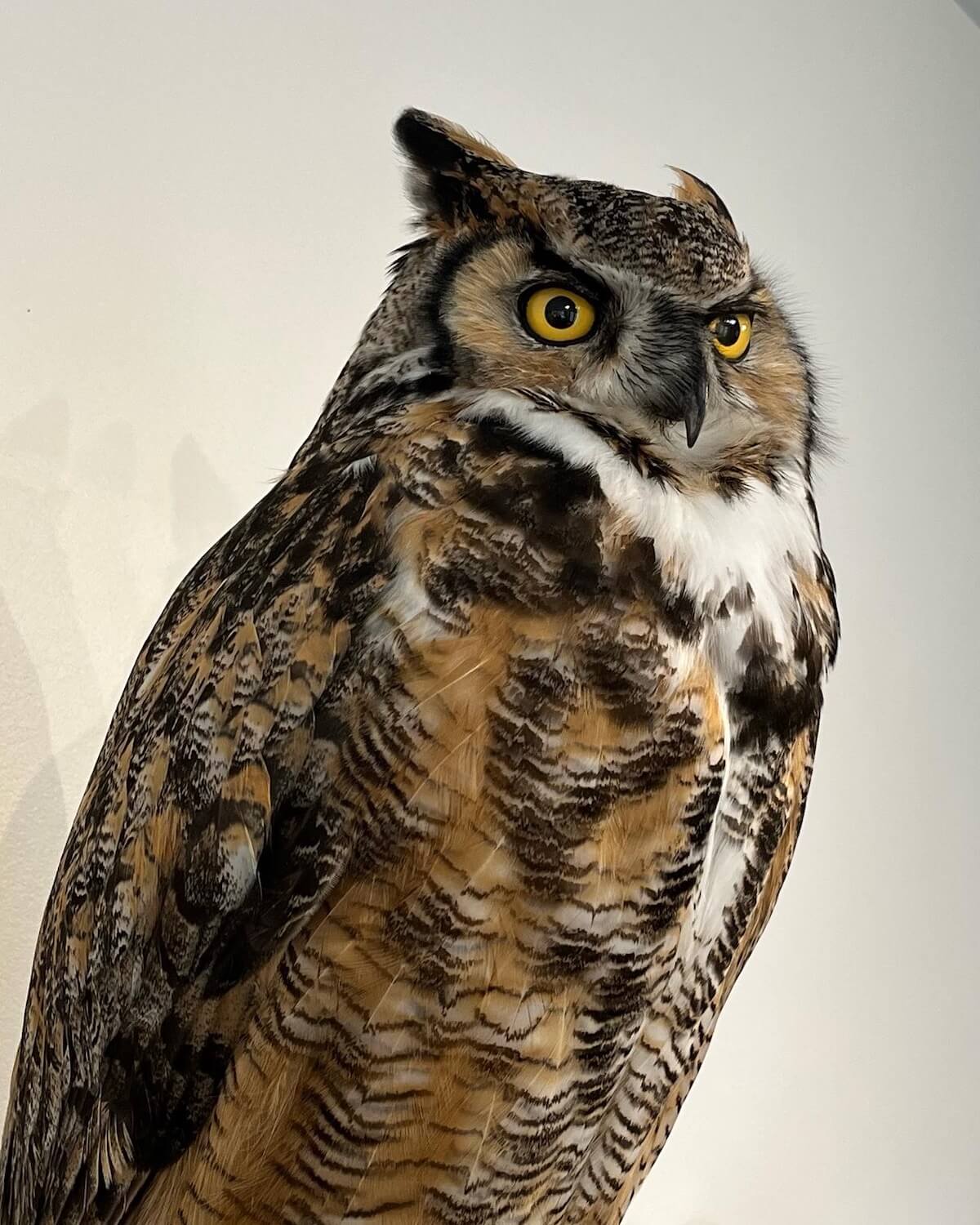 Custom Taxidermy Service | Bonegarden Design