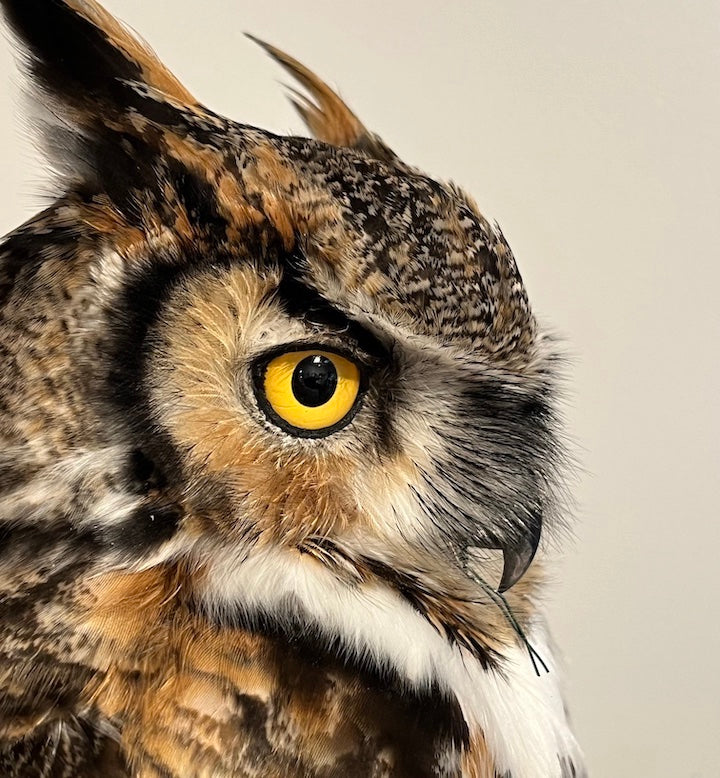 Custom Taxidermy Service | Bonegarden Design