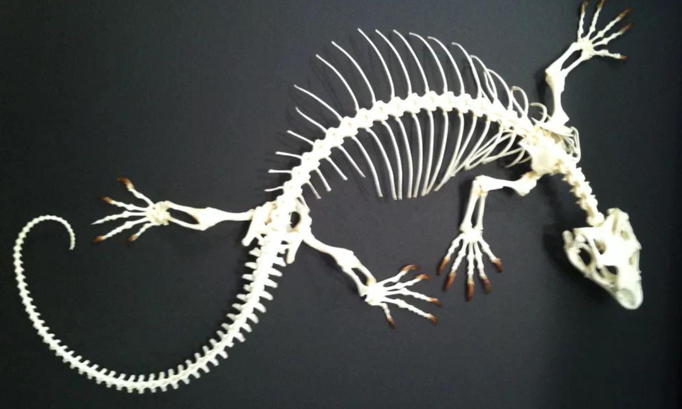 Monitor Lizard Skeleton – Bonegarden Design